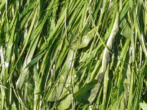 Matted Grass Texture 0068 Texturelib