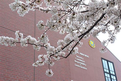 【公式】仙台育英学園 【🌸宮城野校舎 桜🌸】 本日はあいにくのくもり空ですが宮城野校舎の桜が見頃を迎えました🌸 桜の木の下ではランチを