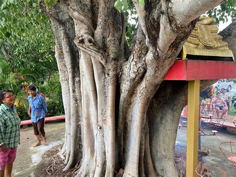 ពលរដ្ឋ ផ្អើល សម្រុក ទៅ បួងសួង សុំ លេខ ក្រោយ ប្រទះ ឃើញ រូប នារី ម្នាក់ ឈរ កណ្តាល ដើម ពោធិ៍ វី