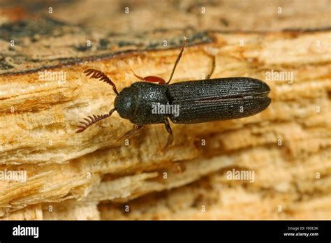 False Click Beetle Melasis Buprestoides On Deadwood Germany Stock