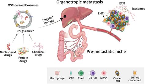 Frontiers Emerging Roles Of Mesenchymal Stem Cell Derived Exosomes In