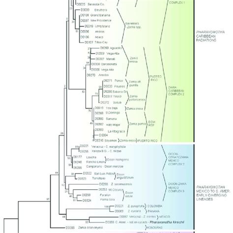 Figure A2 Phylogenetic Tree For The Erotylidae Pharaxonothinae On The Download Scientific