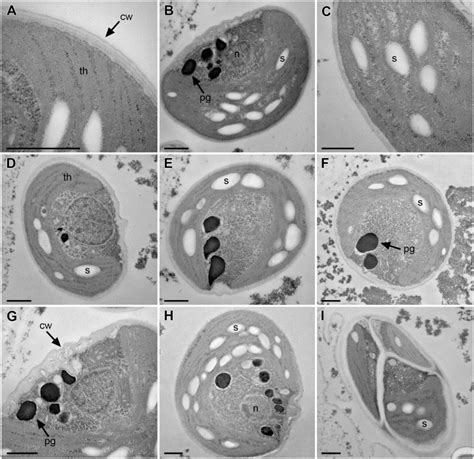 Dna Based Taxonomy In Ecologically Versatile Microalgae A Re Evaluation Of The Species Concept
