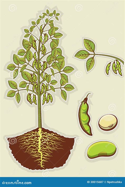 Soybean Plant Growth Stages Infographic Elements Growing Process Of
