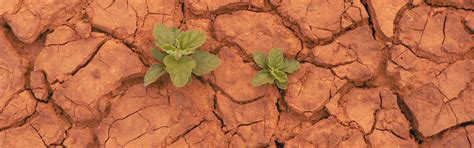 Lird Le Cirad Et Lisra Organisent à Dakar La 7ème Conférence