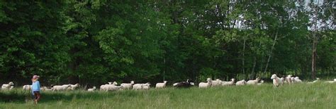 Why Grass Fed Lamb Goat Grass Fed Meat Shepherd Song Farm