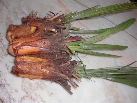 نبات الدوم الجماخ استعمالاته وفوائده على صحة الإنسان