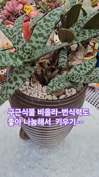 잎장의 무늬가 멋스러운 비올라~ ️ ️ ️ 유나초롱 초롱맘 비올라유나 아프리카식물 구근식물 다육집사 포항다육 Succulents 다 Youtube