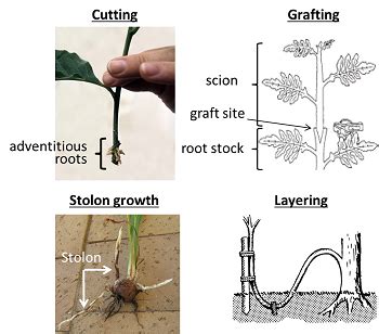 Grafting Asexual Reproduction