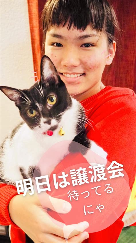 待ってるにゃ 特定非営利活動法人子猫園ベルソーデシャトンズ子猫園ベルソーデシャトンズ