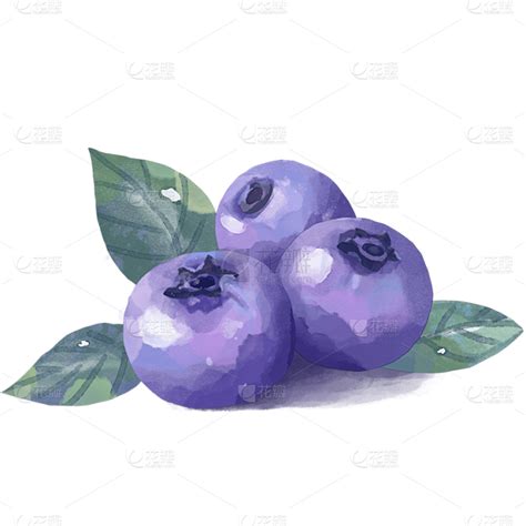 水果插画 蓝莓