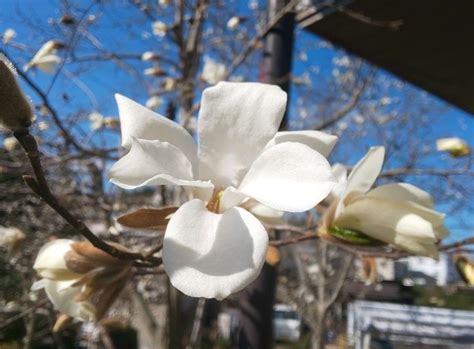 こぶしの花 ささやきブログ 楽天ブログ