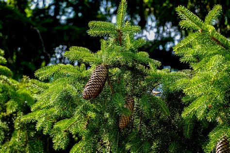 Best Fast Growing Evergreen Trees For Privacy Screens