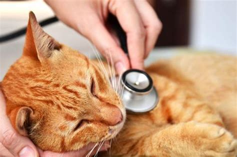 猫呕吐白色泡沫没精神不吃东西 知乎