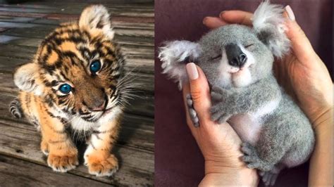 Самые Милые и Красивые Животные в Мире Youtube