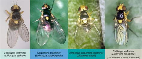 Liriomyza Flies In Focus Have You Seen An Exotic Leafminer Ausveg