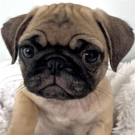 Pug Puppies For Sale In Southern Florida At Heavenly Puppies