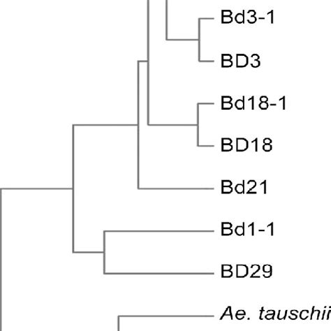 Cluster Analysis Of Microsatellite Marker Haplotypes Of Six