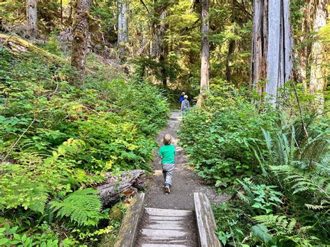 Our Guide To Hiking The Staircase Rapids Loop Olympic National Park