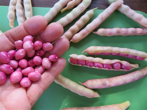 Bean Coco Rose De La Meuse Seeds Le Potager Ornemental De Catherine