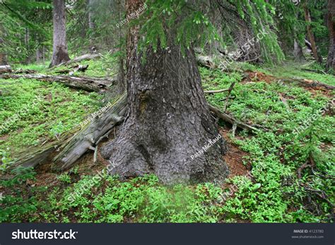 Beautiful Calming Greens Plants Trees Evident Stock Photo Edit Now 4123780 Shutterstock
