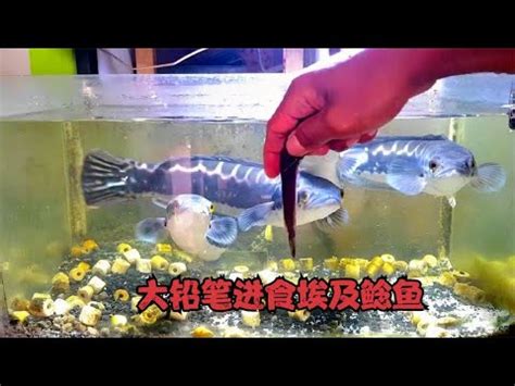 群养四条大铅笔鱼扔进去四条埃及鲶会不会都被同一条给吃了 YouTube