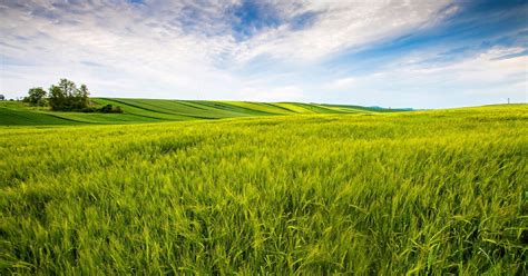 Optimizing Crop Health And Yield With Advanced Crop Management Software