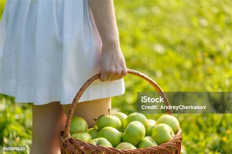 여자의 손에 유기농 사과와 빈티지 바구니의 근접 촬영 정원 추수입니다 여름입니다 야외 과일의 큰 바구니를 들고 여자입니다 건강 한 라이프 스타일 그리고 먹는입니다 가을에