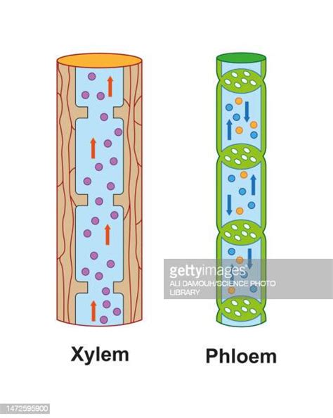Xylem Photos And Premium High Res Pictures Getty Images