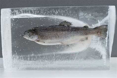 Surviving The Cold Fish Adaptations In Winter Updated 2026 Blog