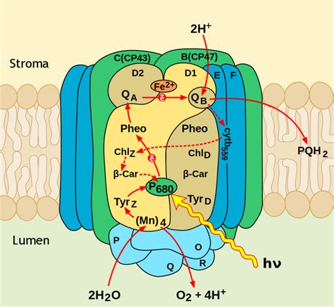 Semi Artificial Photosynthesis Altenergymag