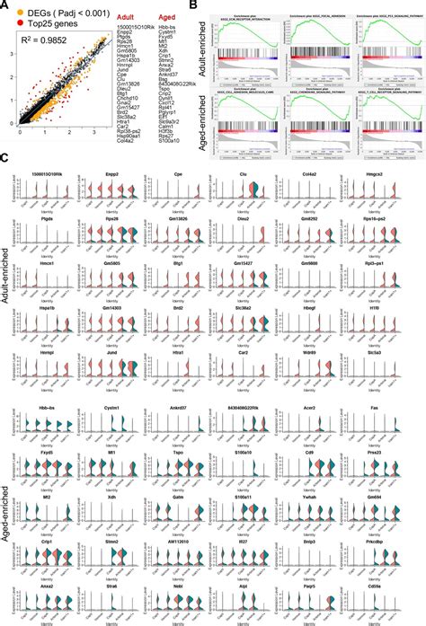 Figures And Data In Single Cell Transcriptomics Reveals Functionally Specialized Vascular