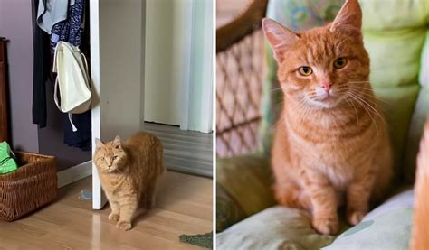 Well Mannered Cat Won T Enter His Mum S Room Without Knocking ThePetsTome