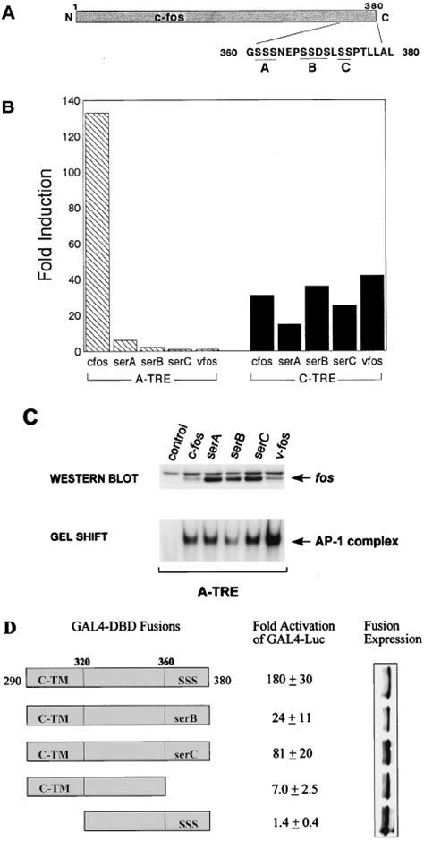 The Presence Of C Terminal Phosphorylation Sites In C Fos Is Critical