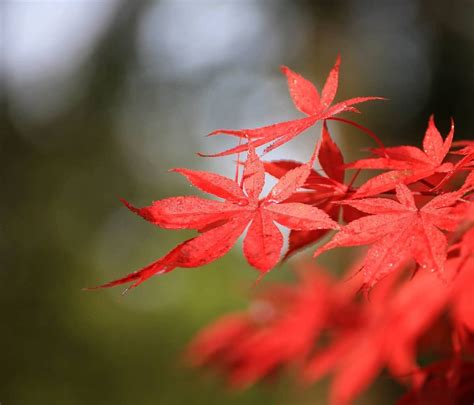 Fireglow Japanese Maple Care And Growing Guide