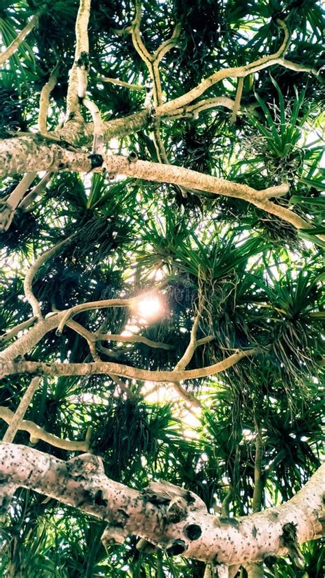 The Canopy Of A Tree Is So Shady With Its Branching Branches Stock
