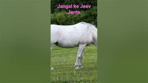 Jangal Ke Jeev Jantu Short Youtube
