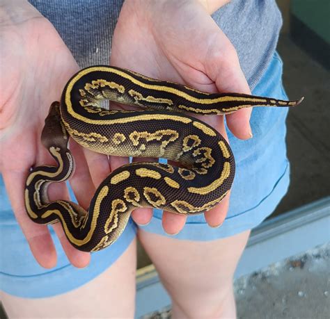 Python Regius Ball Python Black Pastel Mojave Yellow Belly
