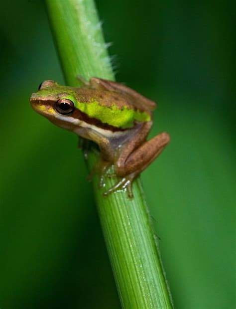 Review Of Environmental Factors REF NSW East Coast Ecology