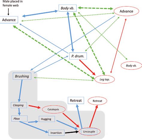 Ethogram Of D Macrura Sexual Behavior Based On The Analysis Of Seven Download Scientific