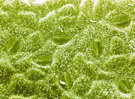 Rose Leaf Stomata SEM Stock Image C009 4081 Science Photo Library