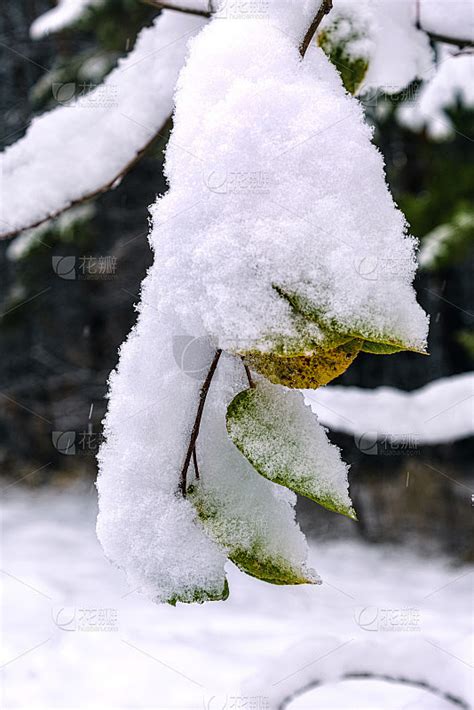 秋天的树叶下着雪
