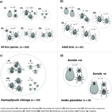 Data Analyses Were Conducted As Follows A All Tick Species Regardless
