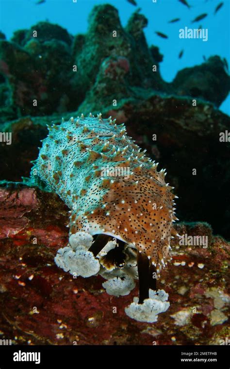 Graeffes Sea Cucumber Pearsonothuria Graeffei Feeding Daedalus Reef Dive Site Egypt Red Sea