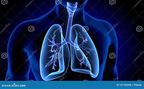 Ejemplo 3D De La Anatom A De Los Pulmones De Los Rganos Del Cuerpo