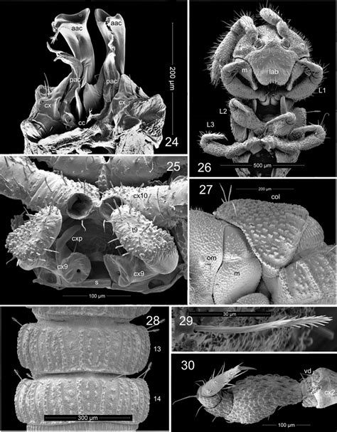 Male Striariid Millipedes Figs 24 25 Miniaria Richarti N Gen N
