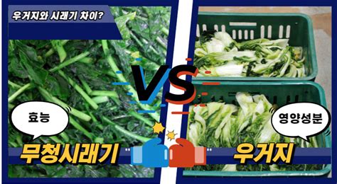 무청 무우 무 시래기 씨레기 배추 우거지 뜻 효능 및 영양성분 우거지와 시래기 차이