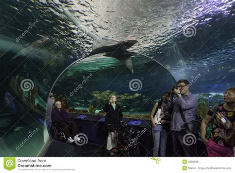 Viewing The Shark Tank At Toronto Aquarium Editorial Photo Image Of