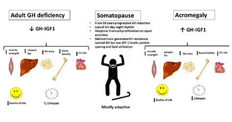 Growth Hormone Axis Physiology And Pathology Spectrum The Figure Shows