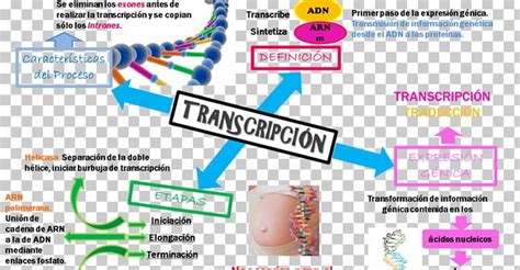 Human Genome Project Dna Replication Transcription Genetics Png